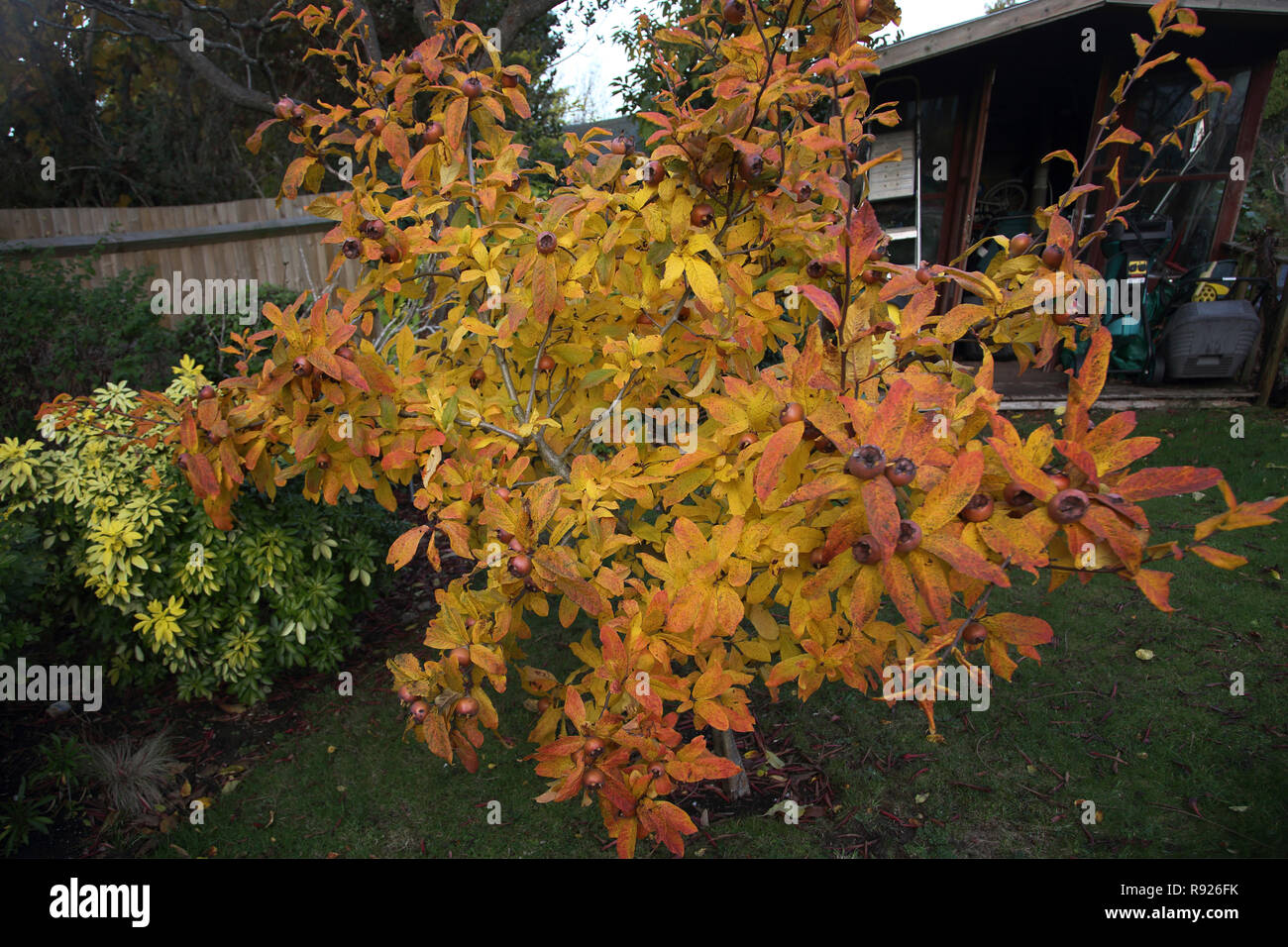 Medlar tree hi-res stock photography and images - Alamy