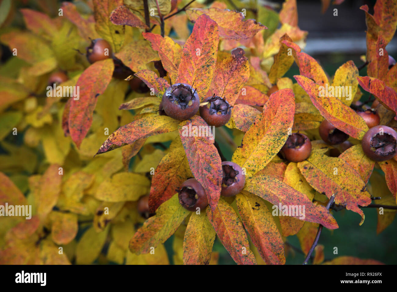 Medlar tree hi-res stock photography and images - Alamy