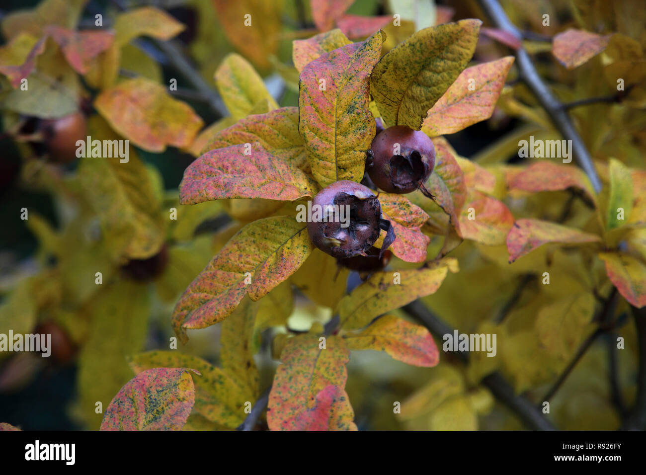Medlar tree hi-res stock photography and images - Alamy