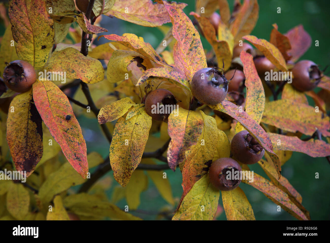 Medlar tree hi-res stock photography and images - Alamy
