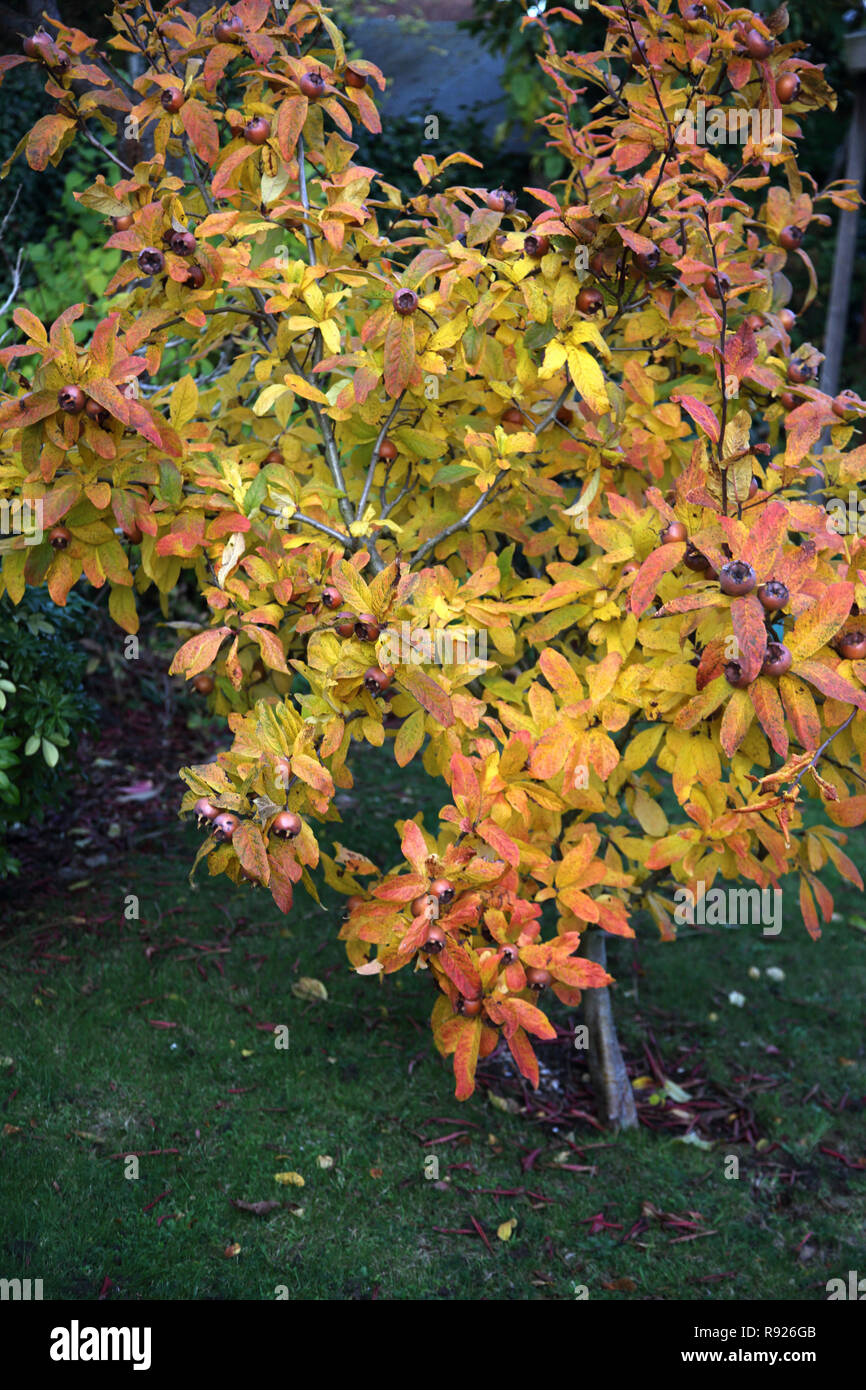 Medlar tree hi-res stock photography and images - Alamy