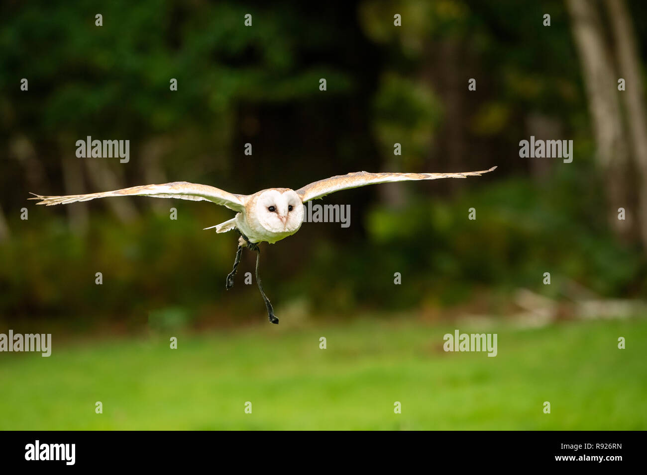 English barn owl hi-res stock photography and images - Alamy