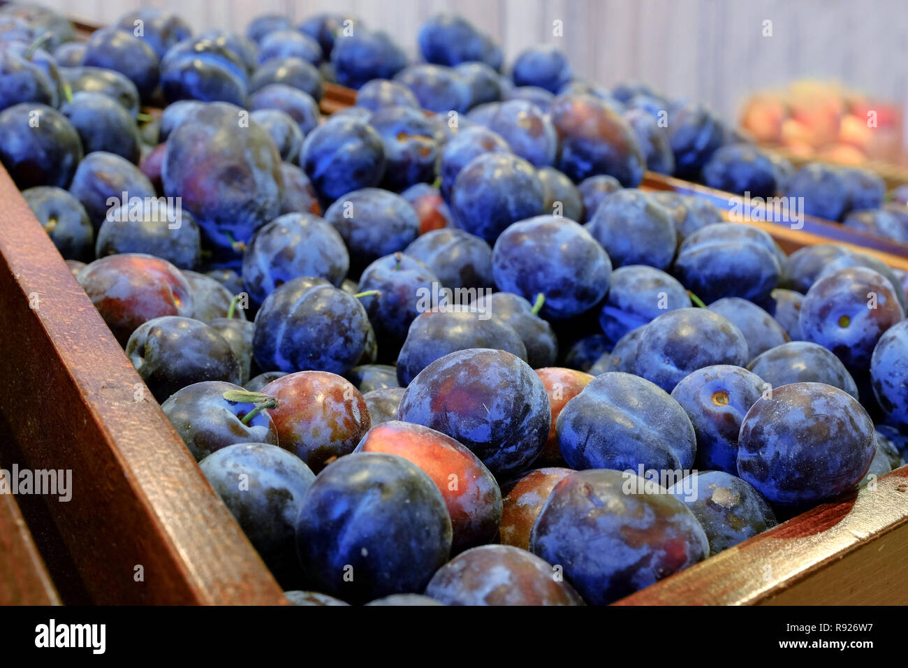 Crop of plums in boxes. Plum background. Beautiful blue plums close-up ...