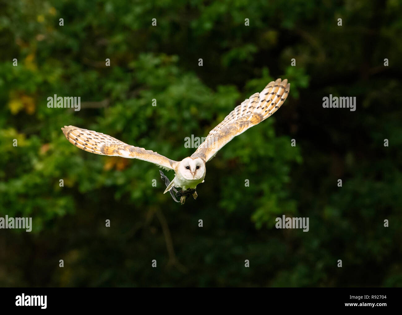 K, Sherwood Forest, Nottinghamshire ,October 2018 - British Barn Owl in flight Stock Photo - Alamy