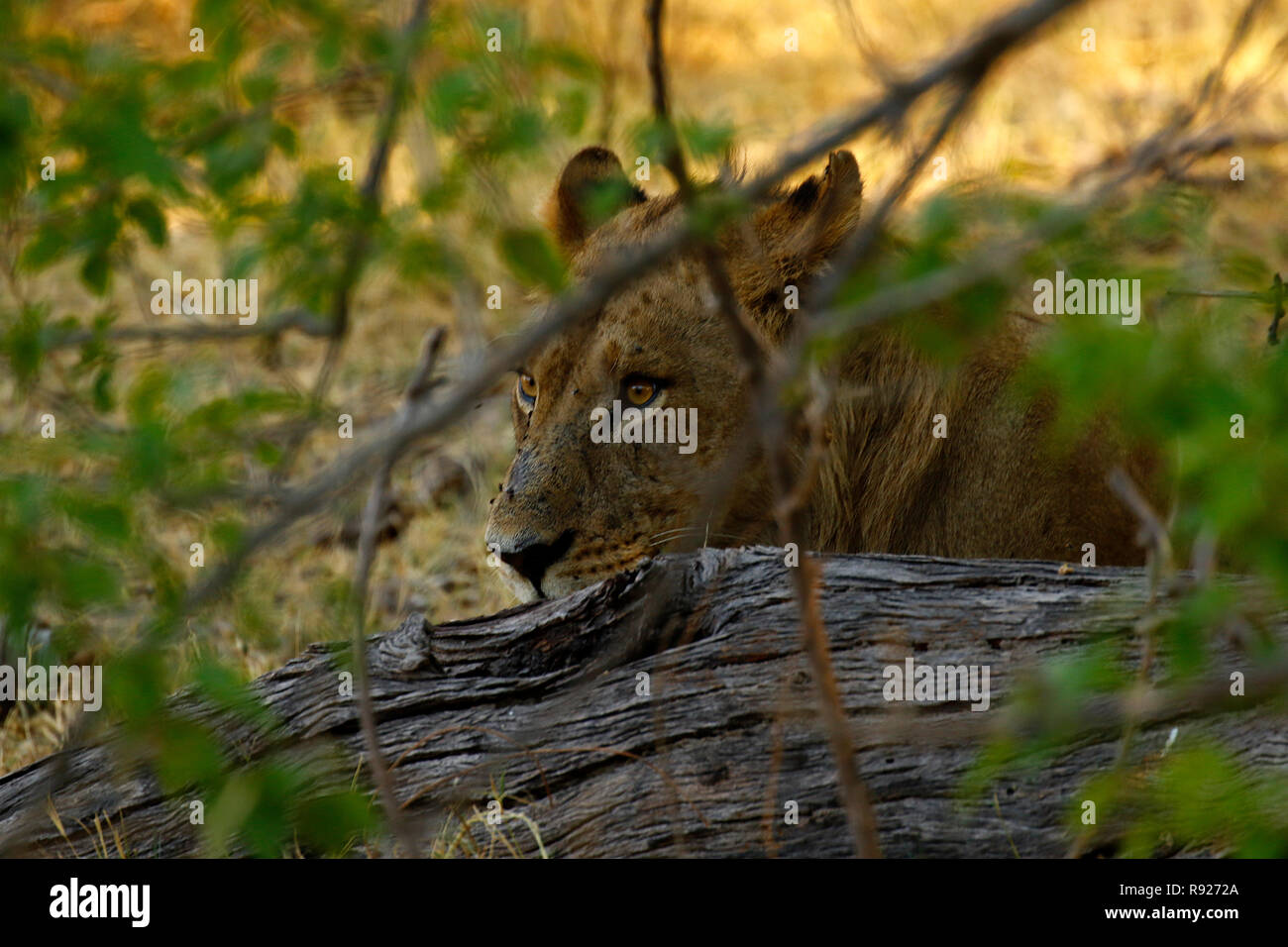 Lion looking through the branches hidden from view Stock Photo - Alamy