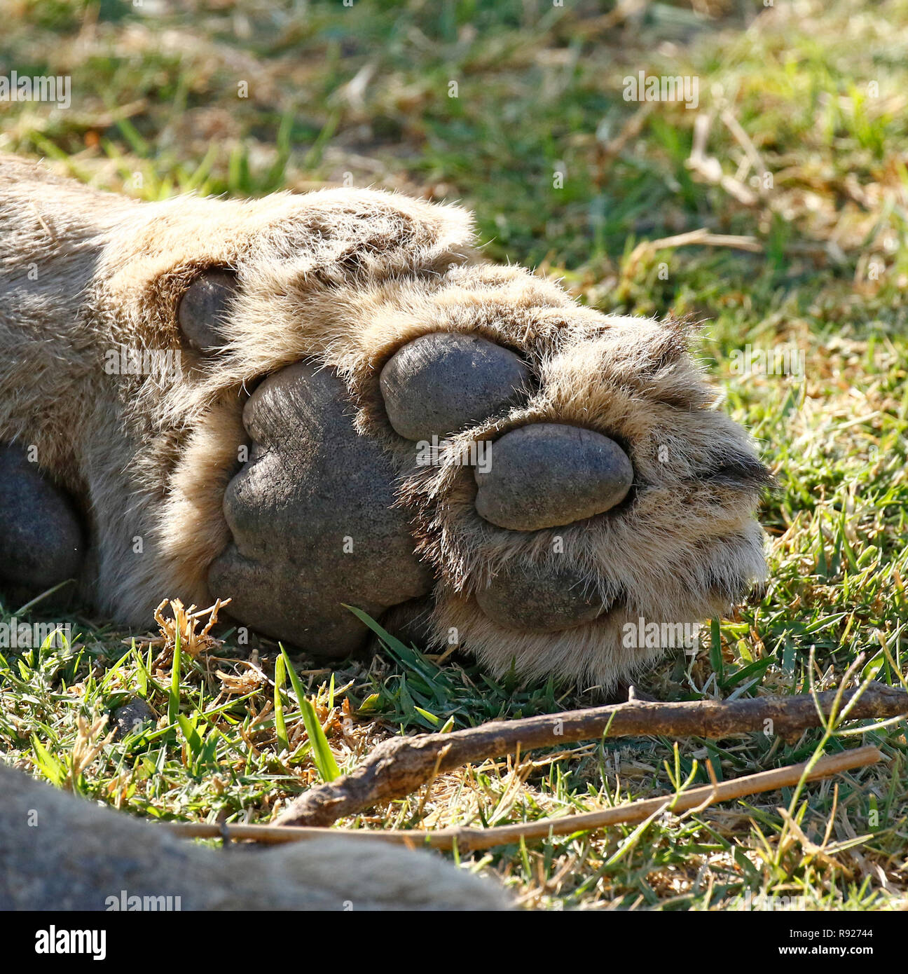Lions leap hi-res stock photography and images - Alamy