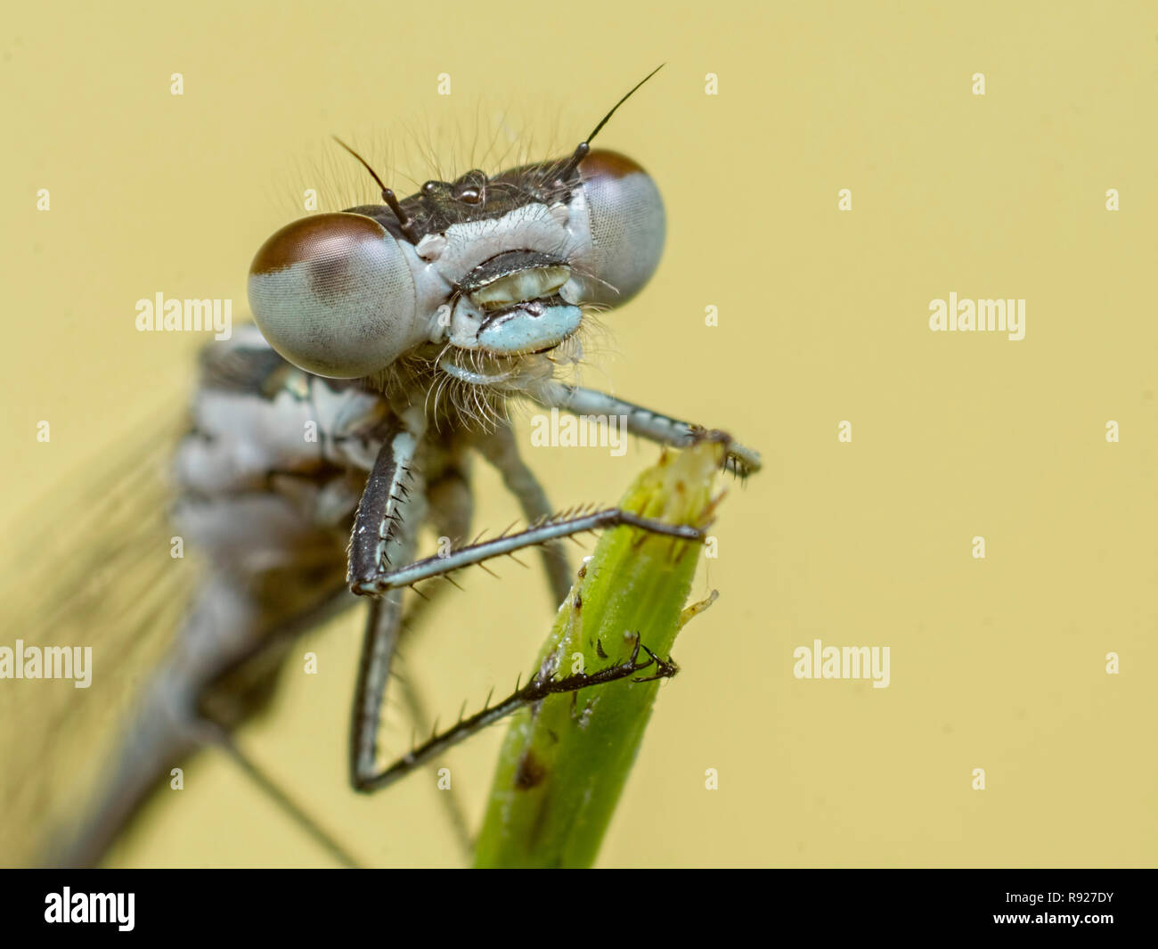Happy insect hi-res stock photography and images - Alamy