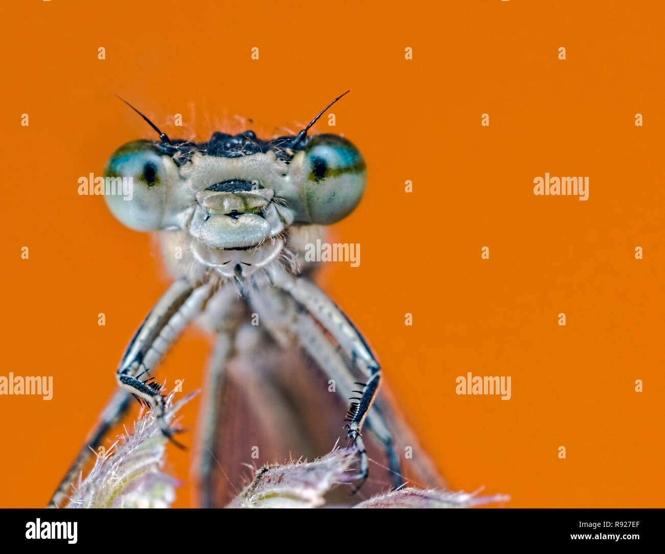 Happy face insect hi-res stock photography and images - Alamy