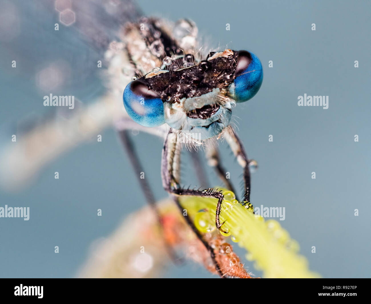 Damselfly face water hi-res stock photography and images - Alamy