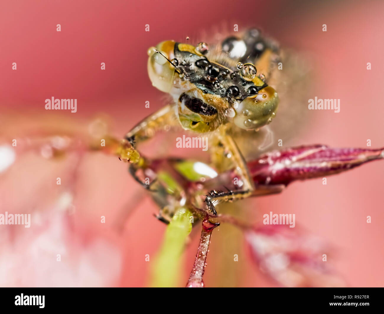 Damselfly face hi-res stock photography and images - Alamy