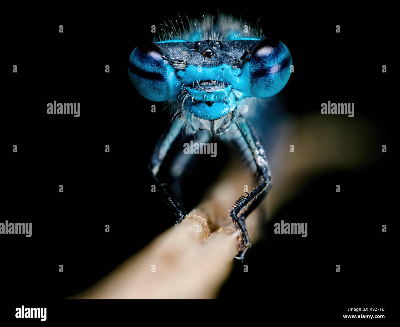 Out of the Dark. A Common Blue Damselfly (Enallagma cyathigerum ...