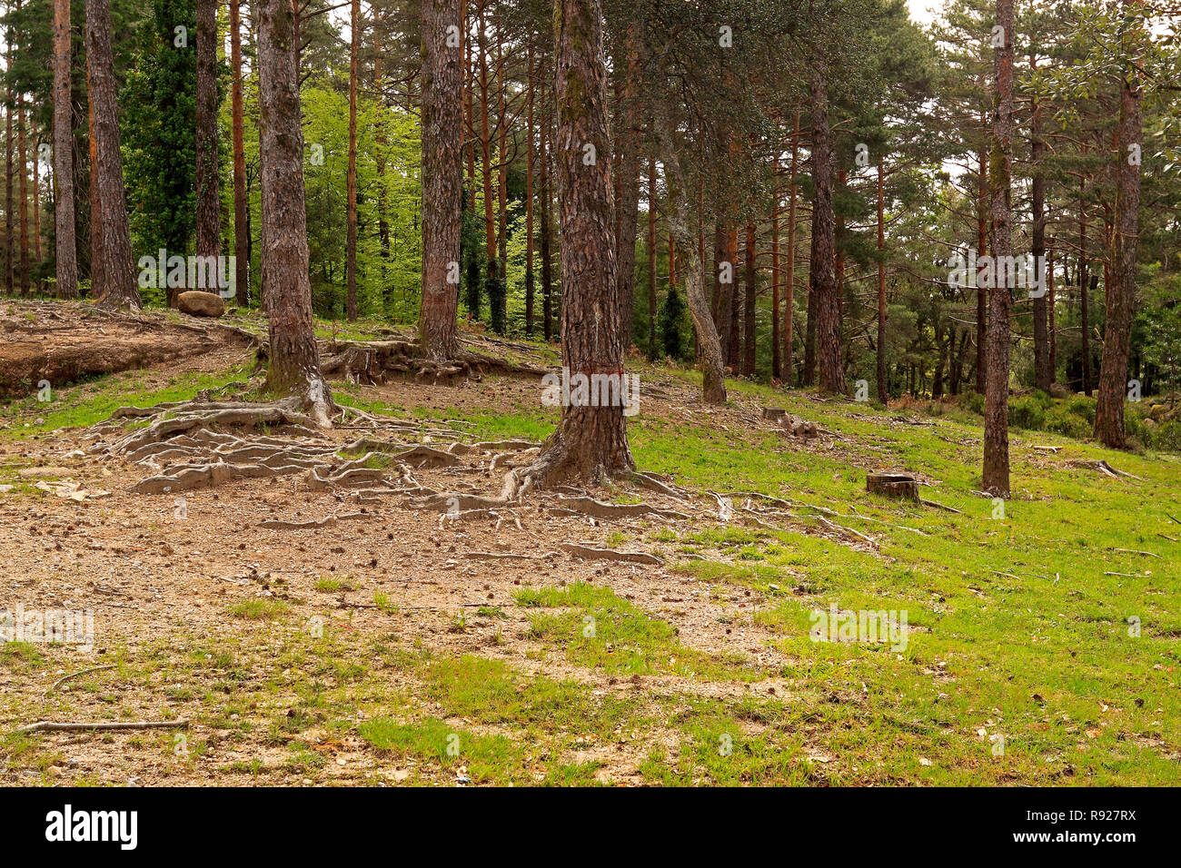 Green woods glade from the north of Portugal in spring Stock Photo - Alamy