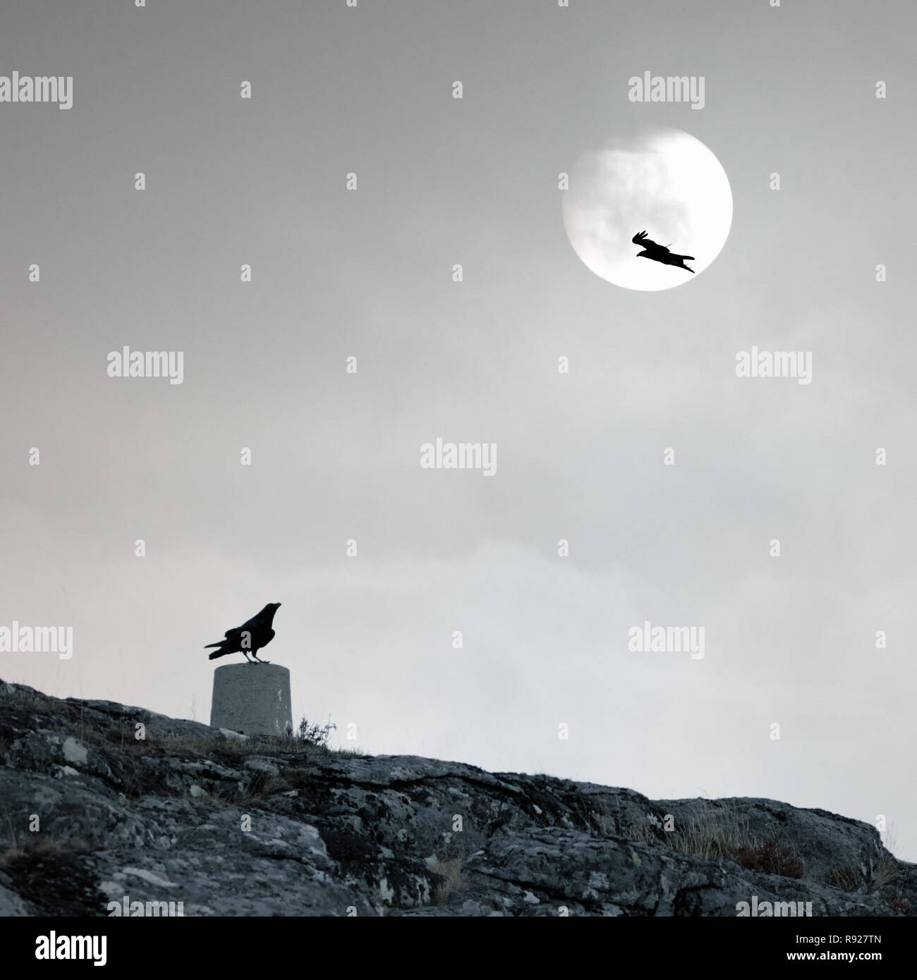 Crow attack hi-res stock photography and images - Alamy