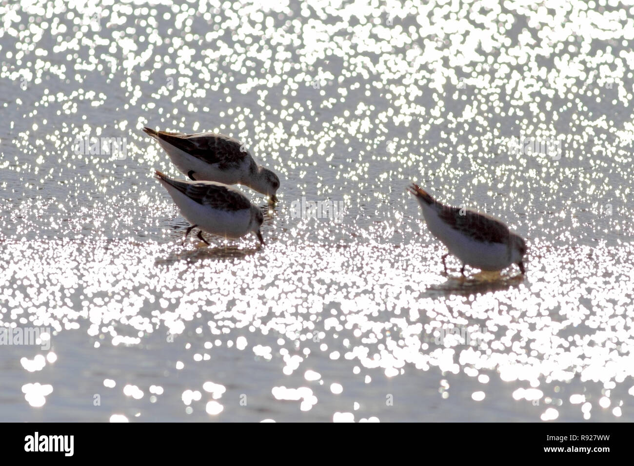 Beautiful picture of small European seabirds - sanderlings - in the ...