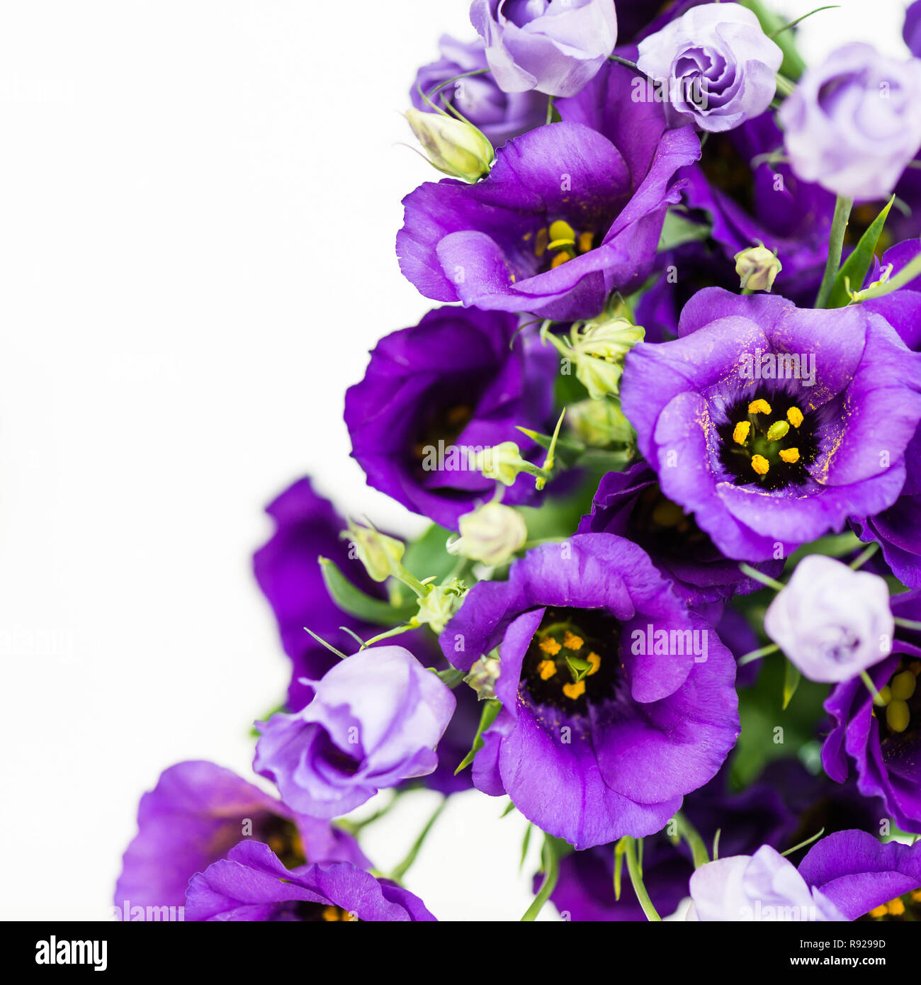 Beautiful Bouquet of Purple Eustoma flowers, Lisianthus, light ...