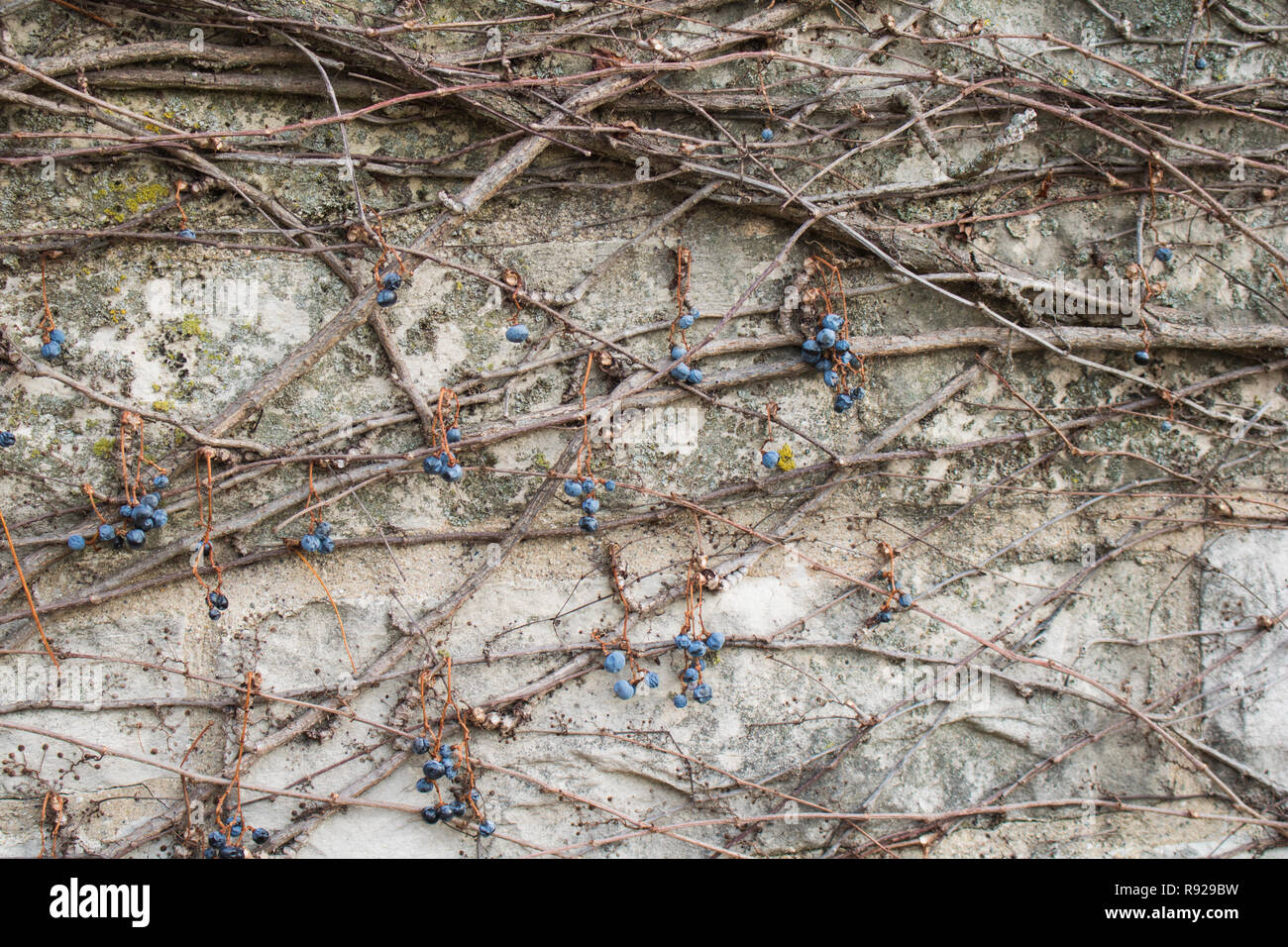 Stone berry tree hi-res stock photography and images - Alamy