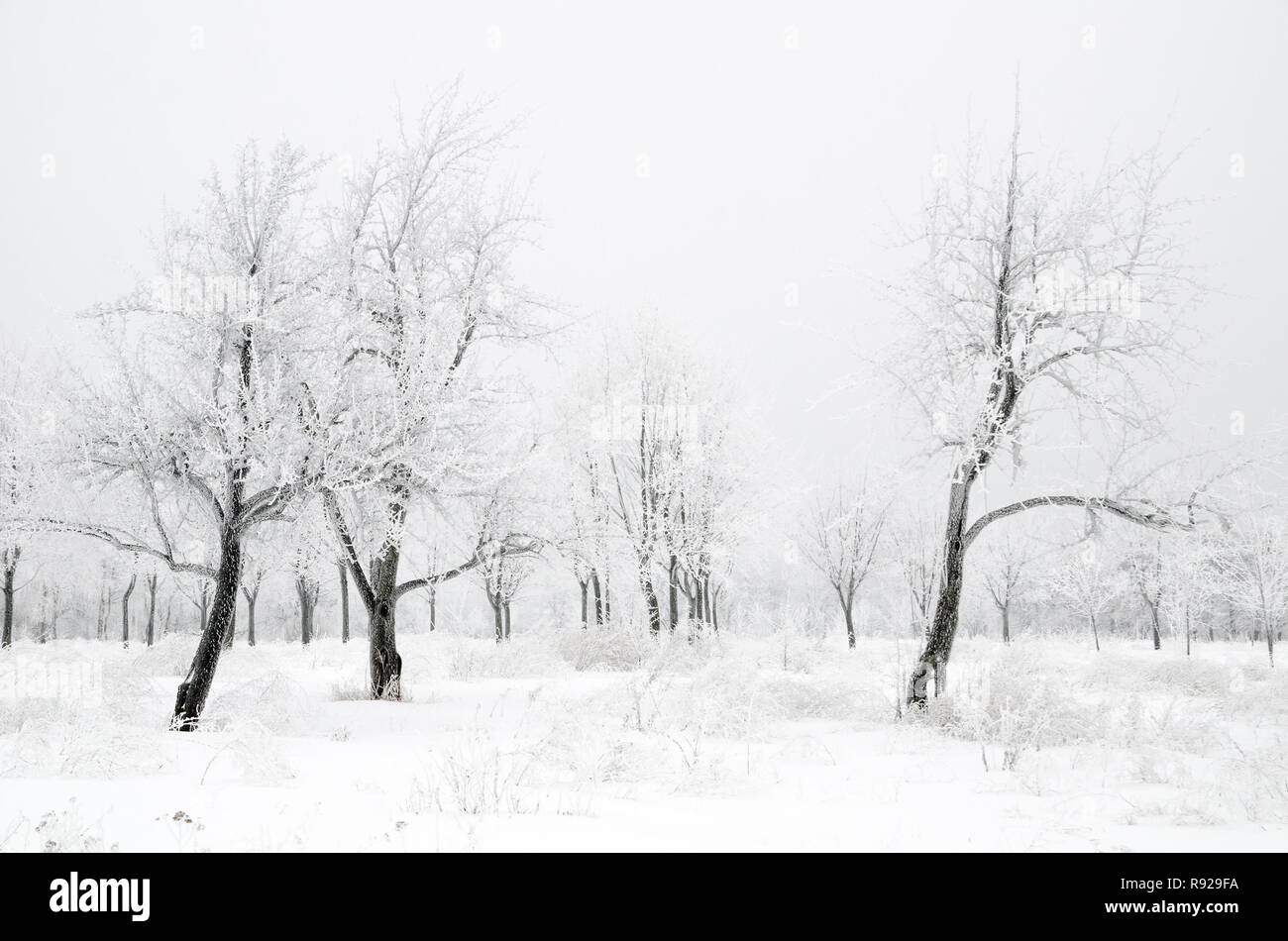 winter landscape of trees with snow Stock Photo - Alamy