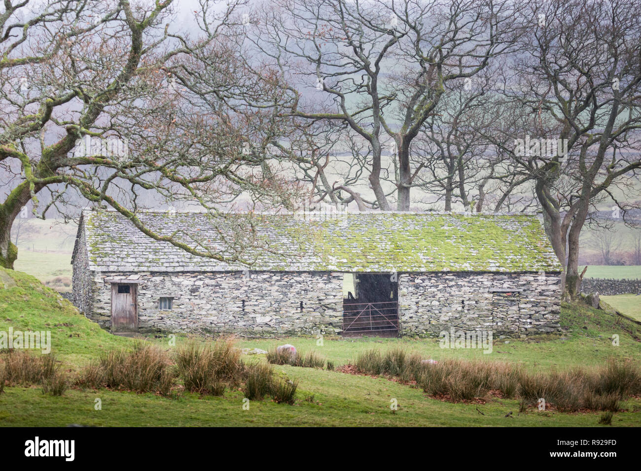 Traditional old stone barn on a wet winter's day near Eskdale in the ...