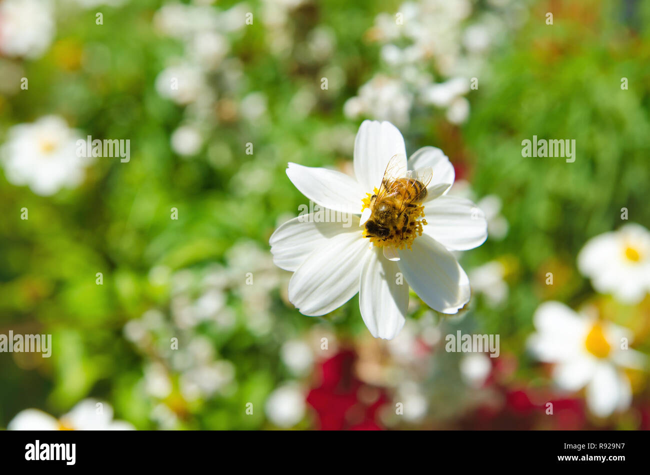 bee on a daisy flower in the garden Stock Photo - Alamy