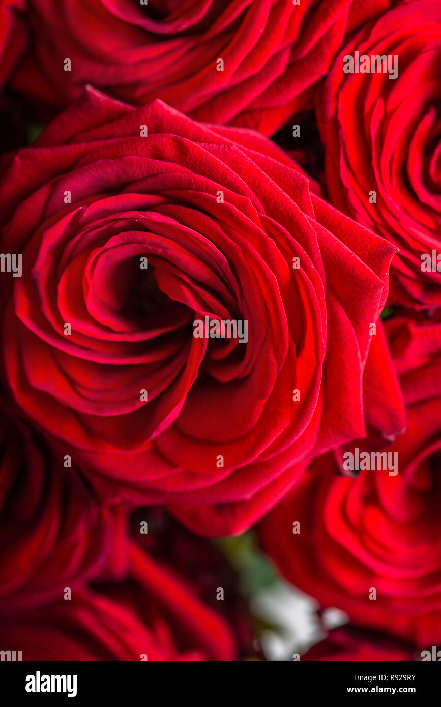 Perfect bouquet of red roses, love and romance concept Stock Photo - Alamy