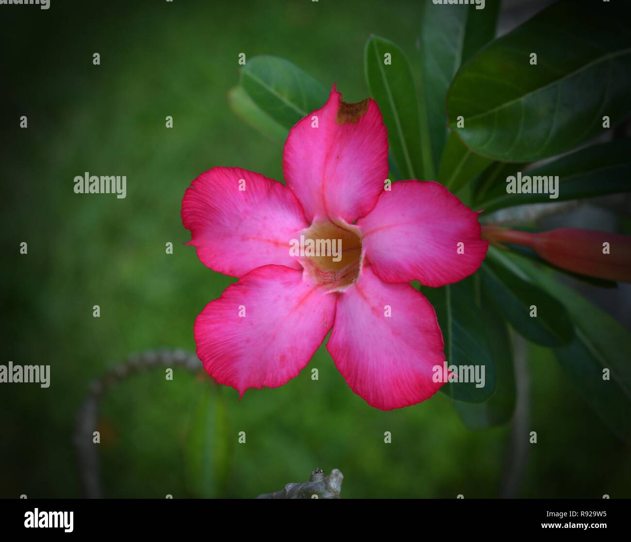 Pink desert rose hi-res stock photography and images - Alamy