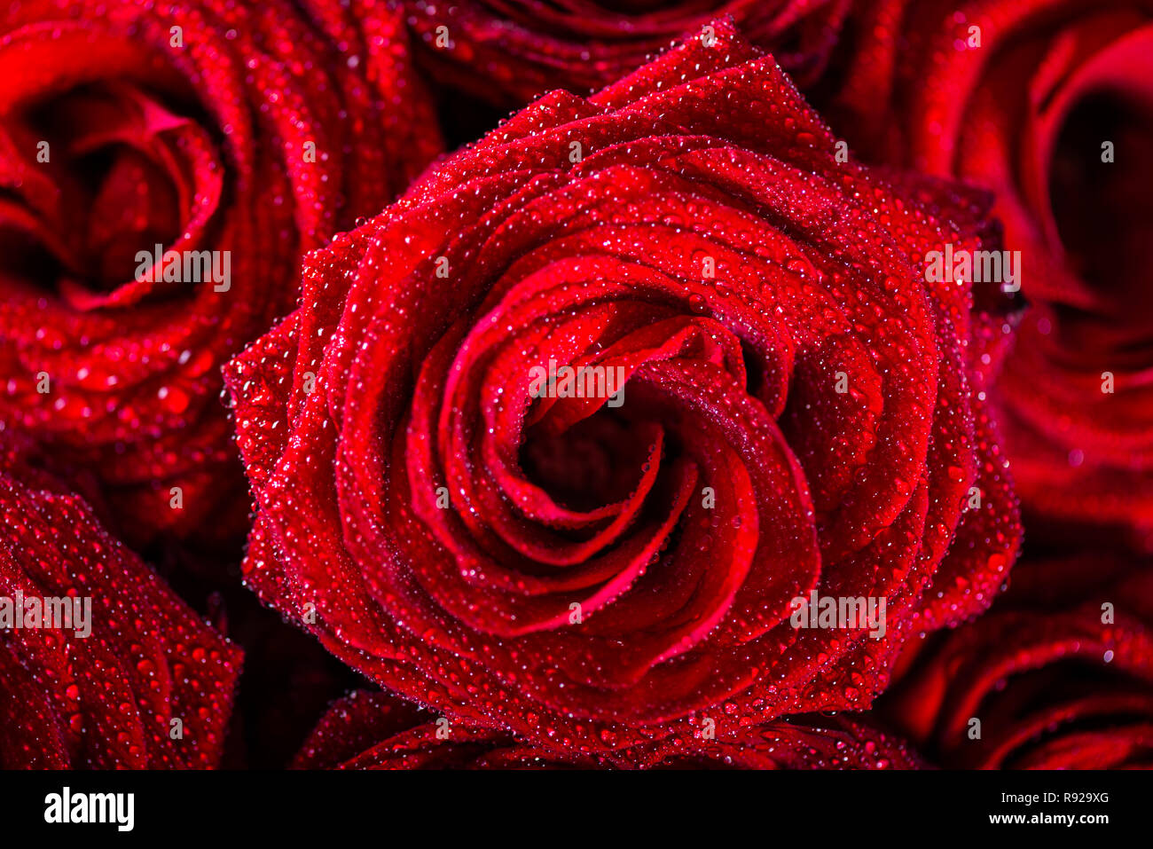 Perfect bouquet of red roses, love and romance concept Stock Photo - Alamy