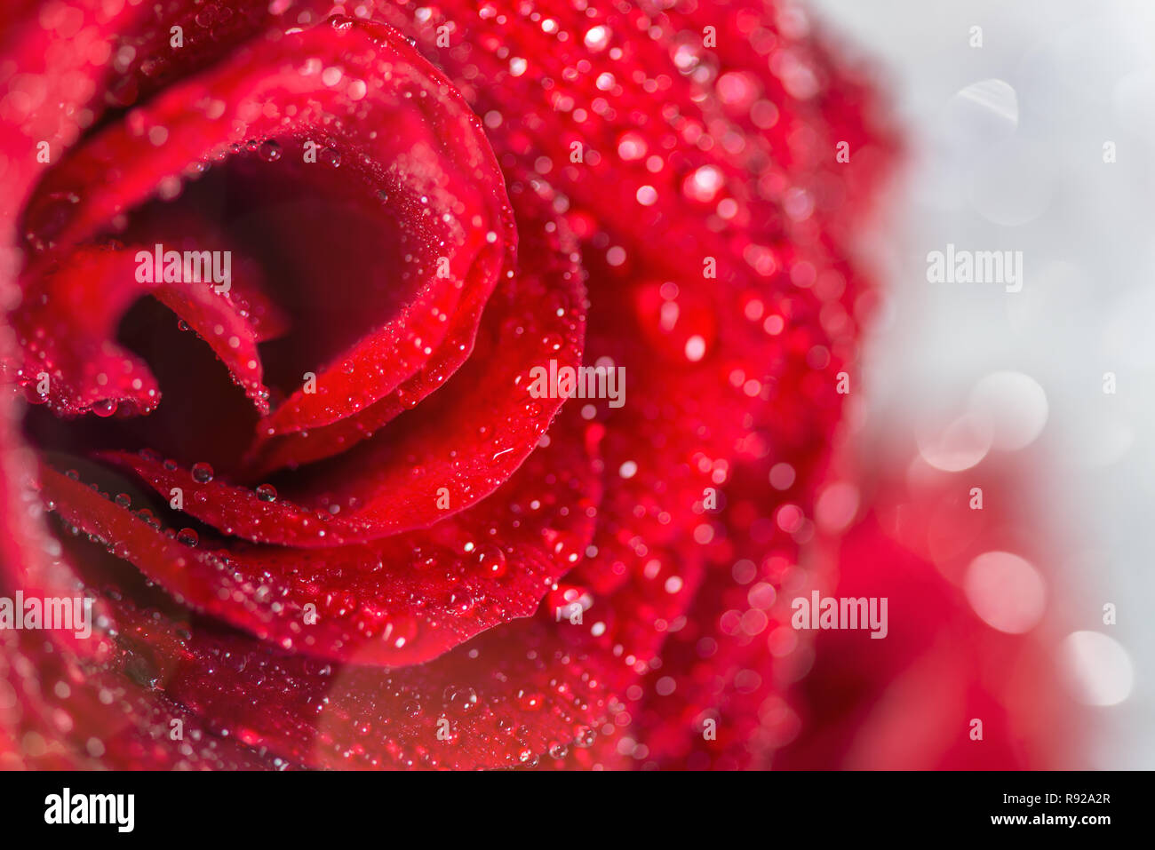 Perfect bouquet of red roses, love and romance concept Stock Photo - Alamy