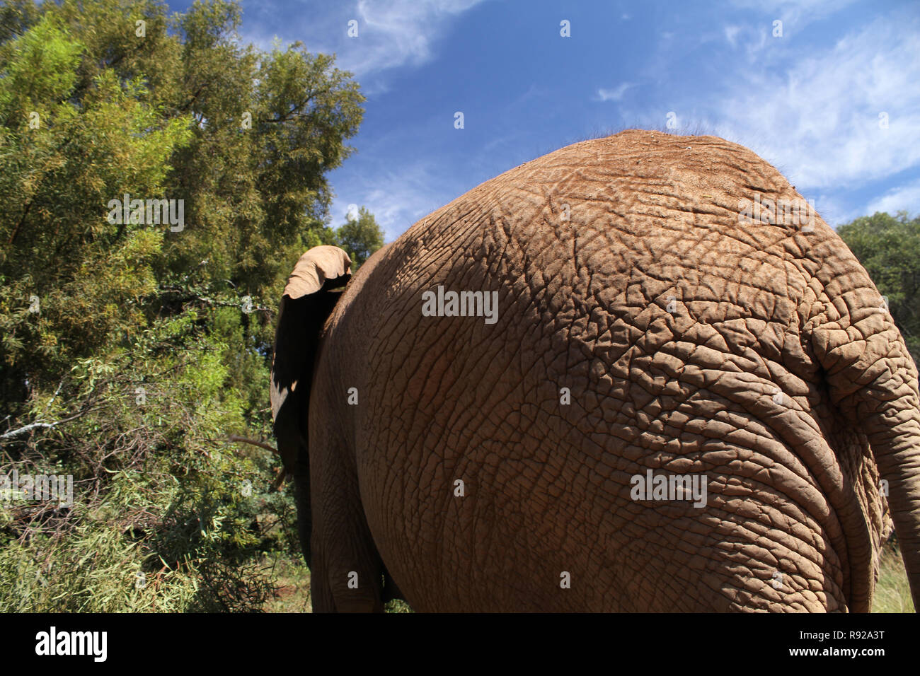 Elephant behind hi-res stock photography and images - Alamy