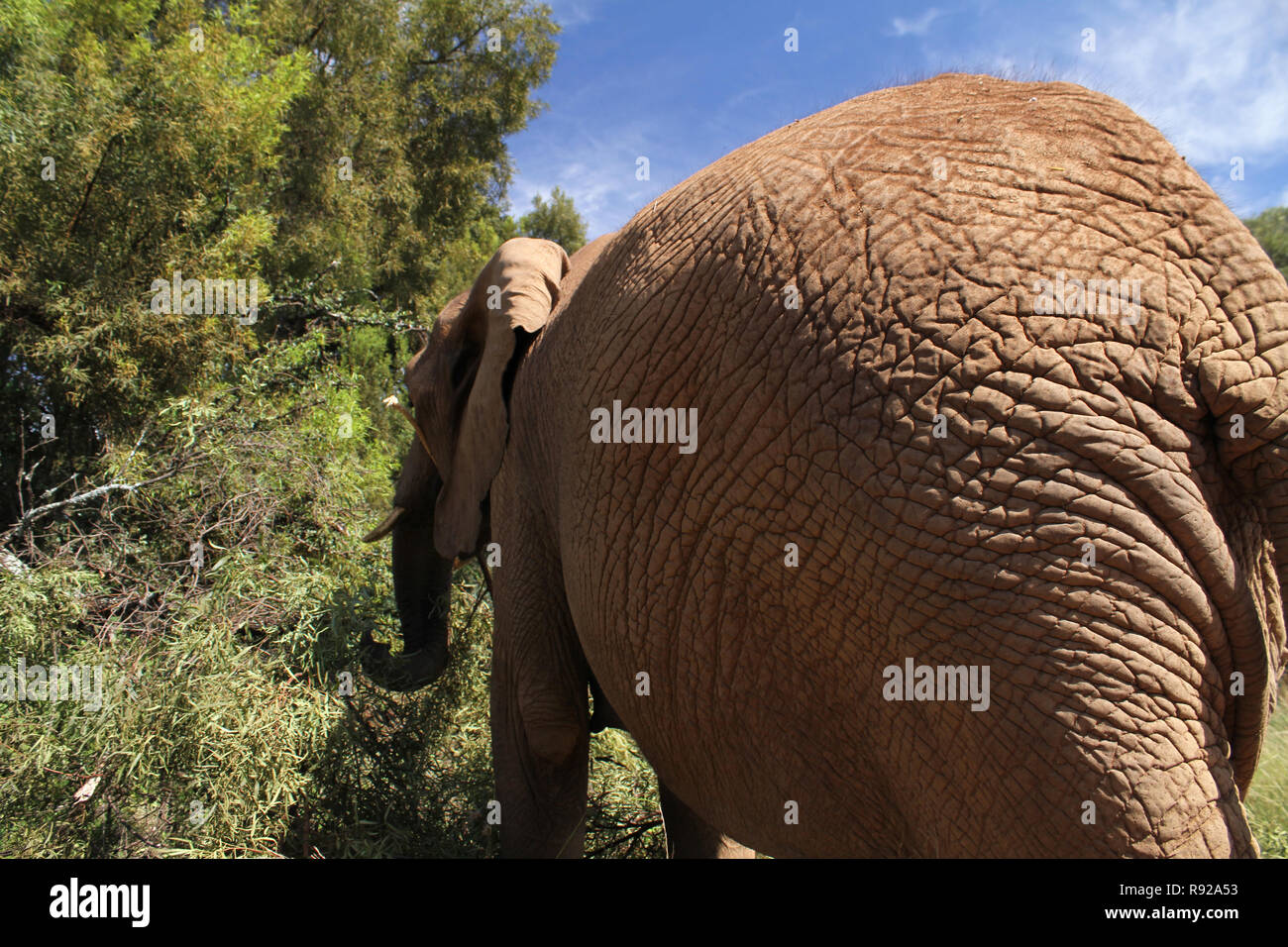 Elephant Backside High Resolution Stock Photography and Images - Alamy