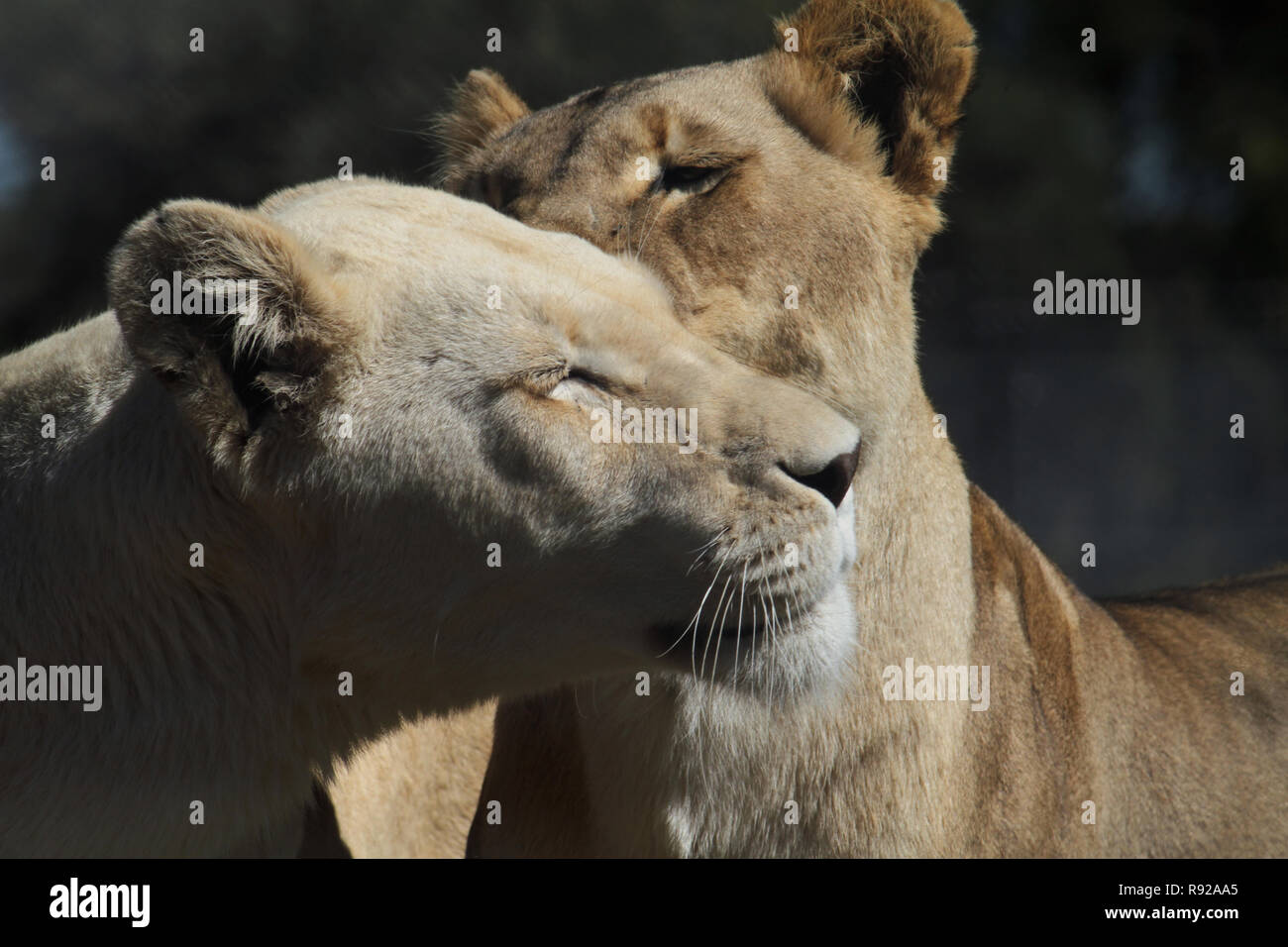 Two young lions bonding in a playful way Stock Photo - Alamy
