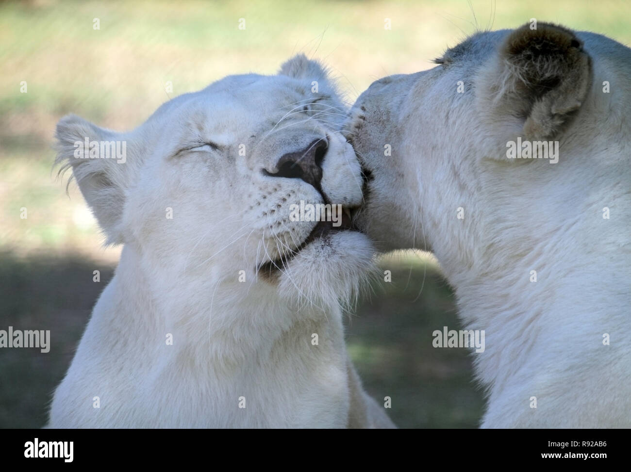 Affectionate wildlife hi-res stock photography and images - Alamy