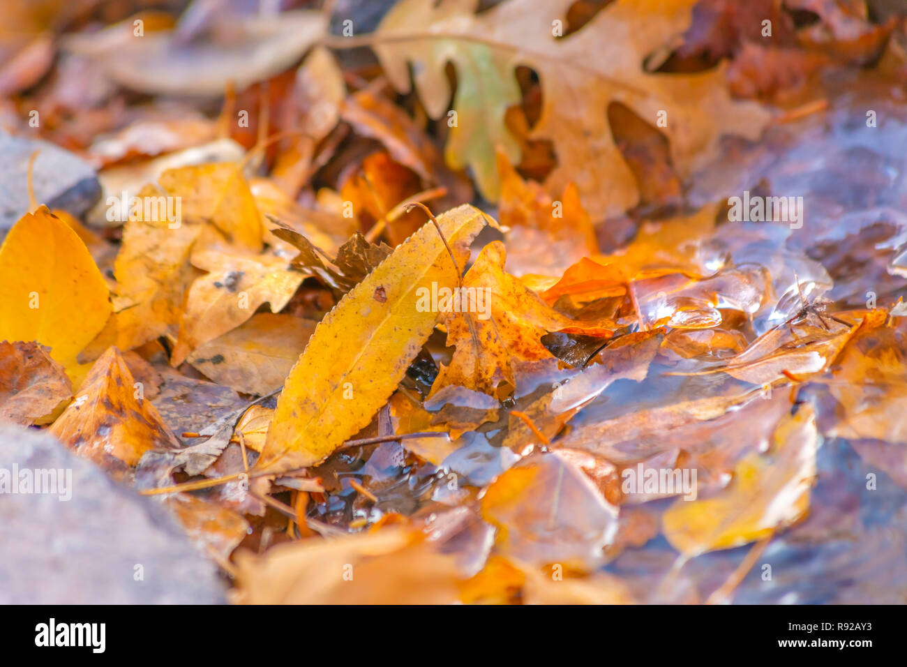 Leaves litter the ground below and on top of ice Stock Photo - Alamy