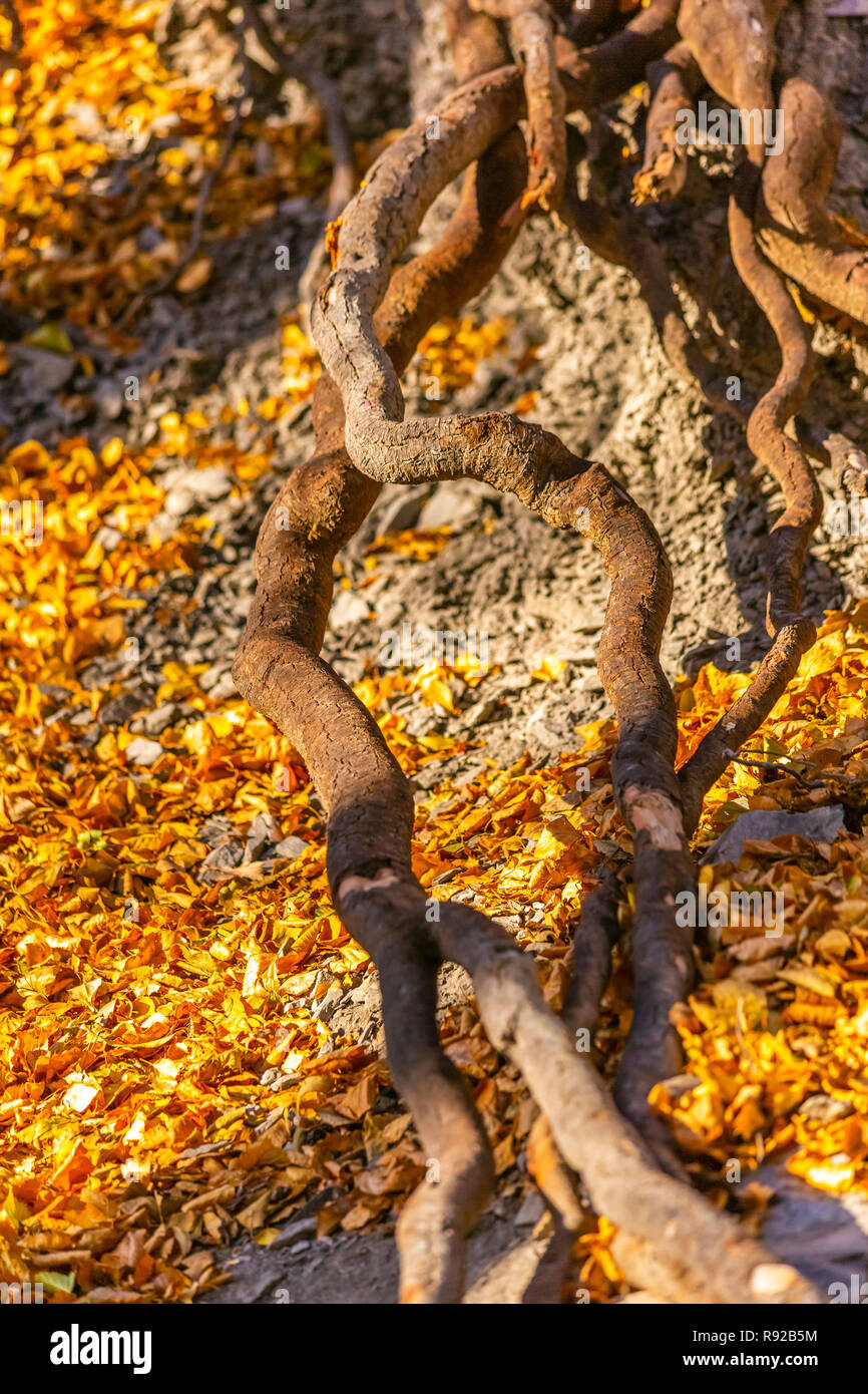 Tree roots growing in strange shapes with leaves Stock Photo - Alamy