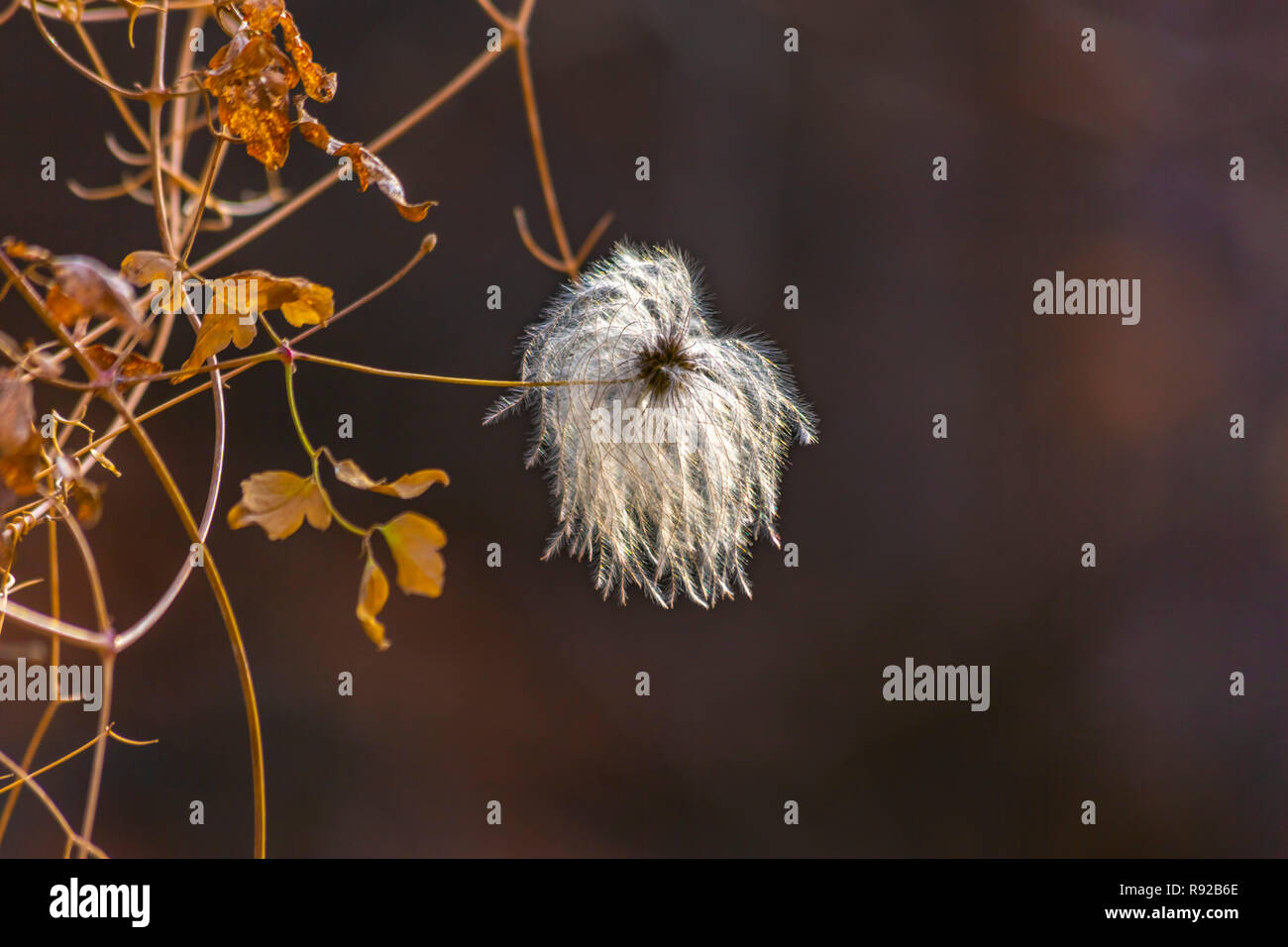 Cotton field trail hi-res stock photography and images - Alamy
