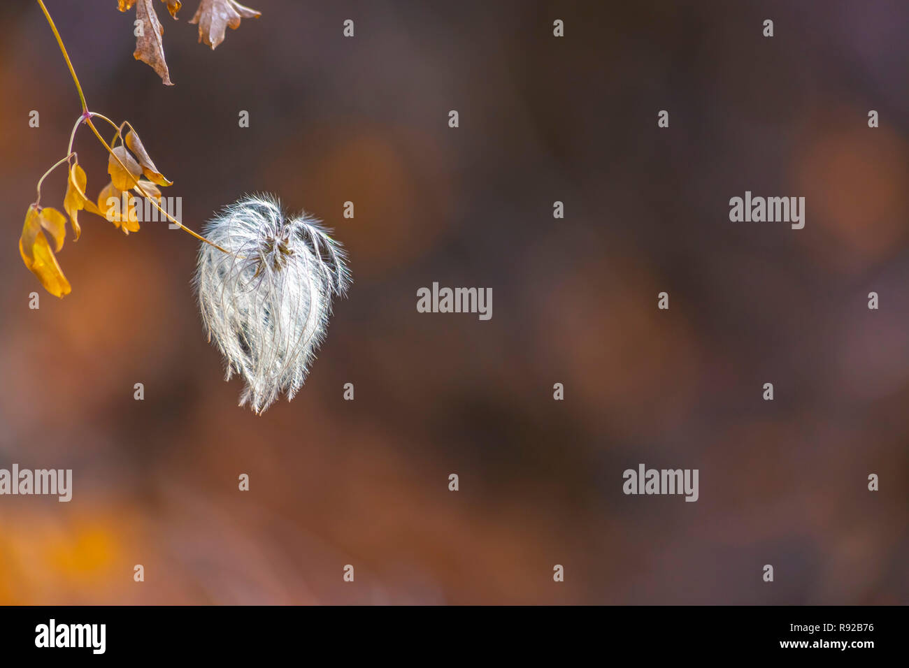 White fuzzy flower on a vine with open space Stock Photo - Alamy