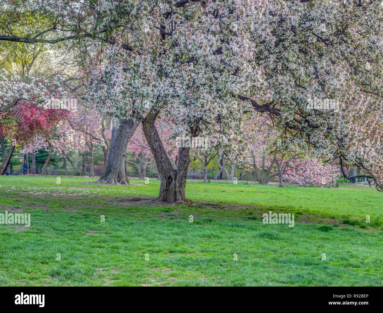 Central Park, Manhattan, New York City in spring Stock Photo - Alamy