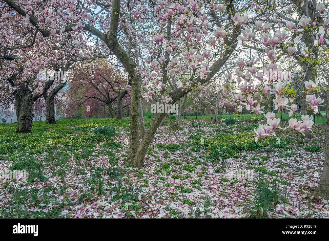 Central Park, Manhattan, New York City in spring Stock Photo - Alamy
