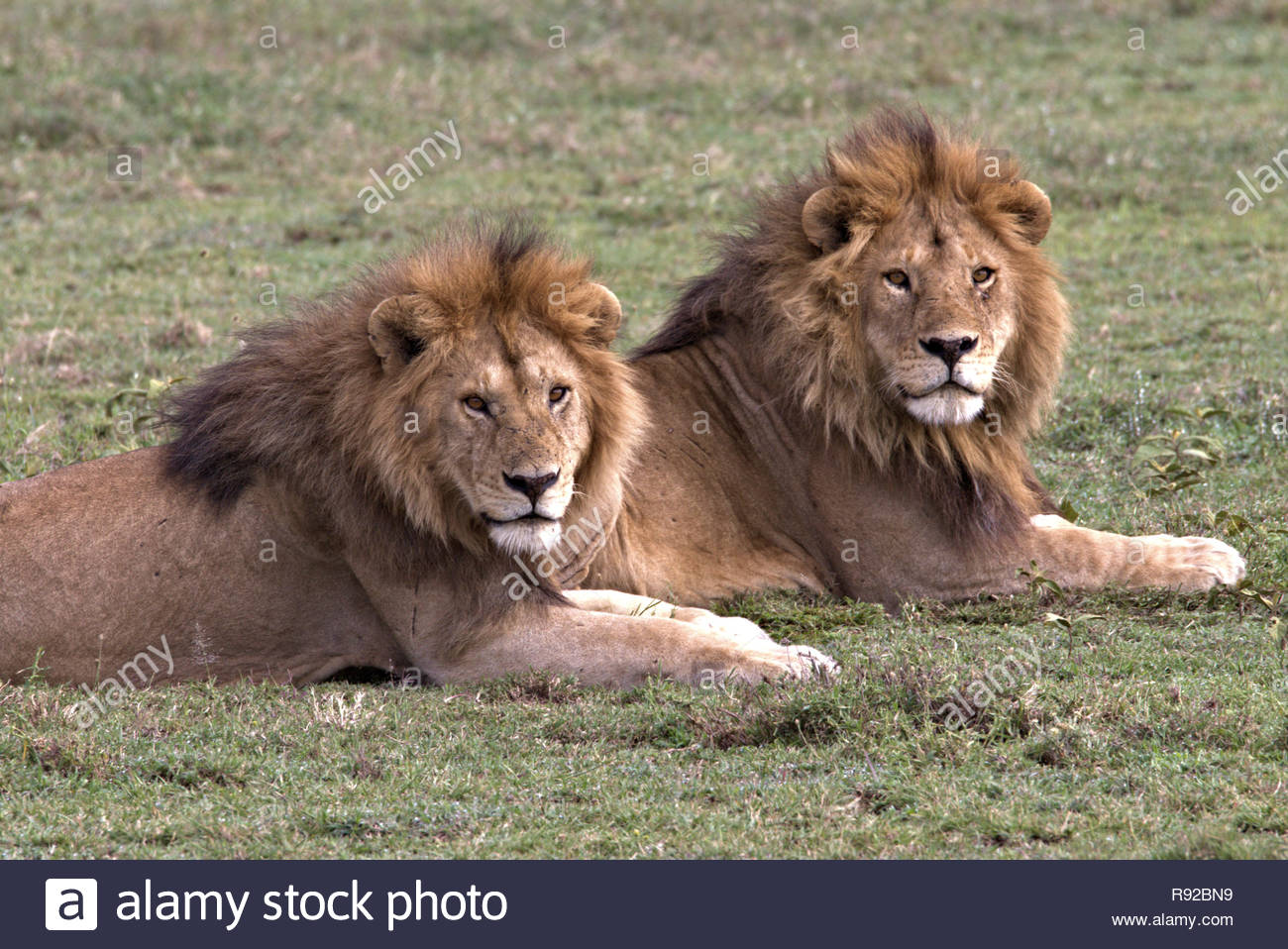 Lion Coalition Stock Photos & Lion Coalition Stock Images - Alamy