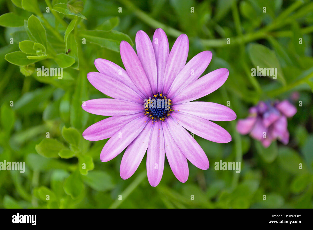 Purple gerbera flower Stock Photo - Alamy