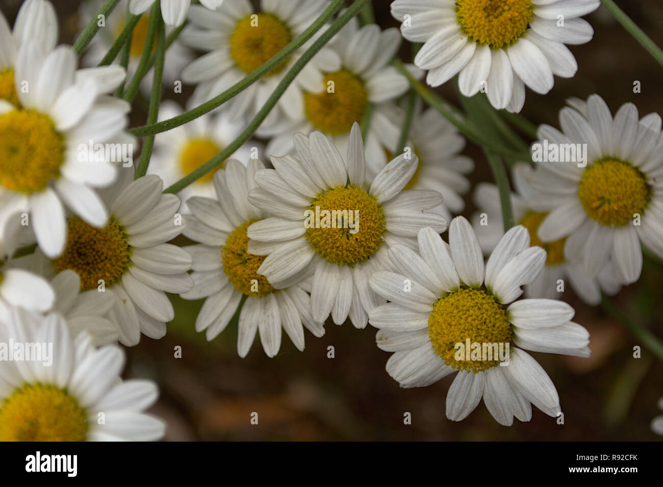 Wild white daisy flower bush Stock Photo - Alamy
