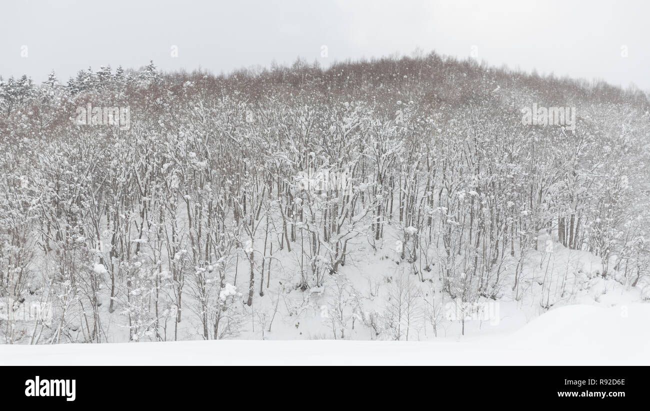 Winter landscape during a heavy blizzard in Niseko region. Hokkaido ...