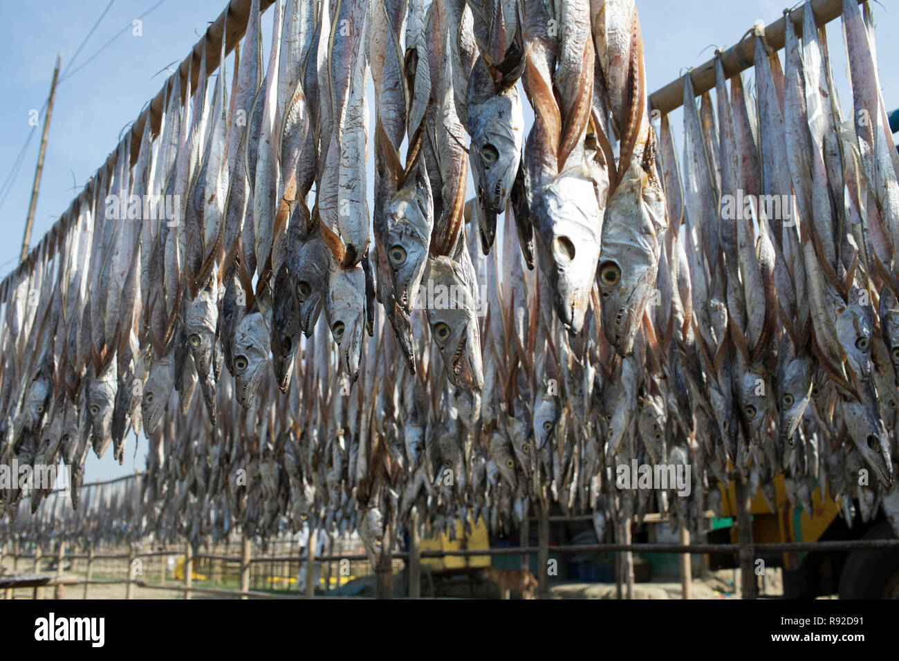 Fishes are hanging to be dried at the Nazirartek Dry Fish Plant in Cox ...