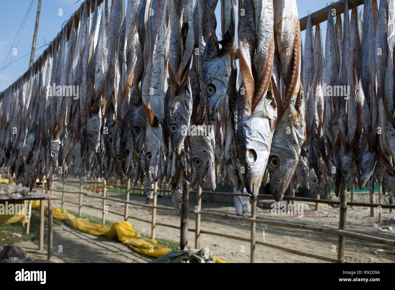 Dry fish plant bangladesh hi-res stock photography and images - Alamy
