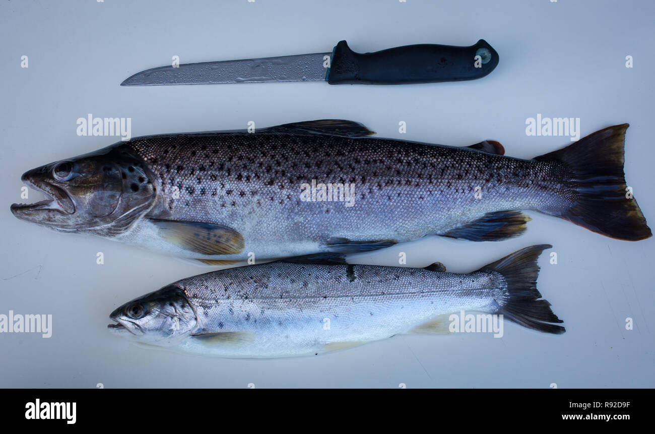 Salmo Trutta Sea Trout High Resolution Stock Photography and Images - Alamy