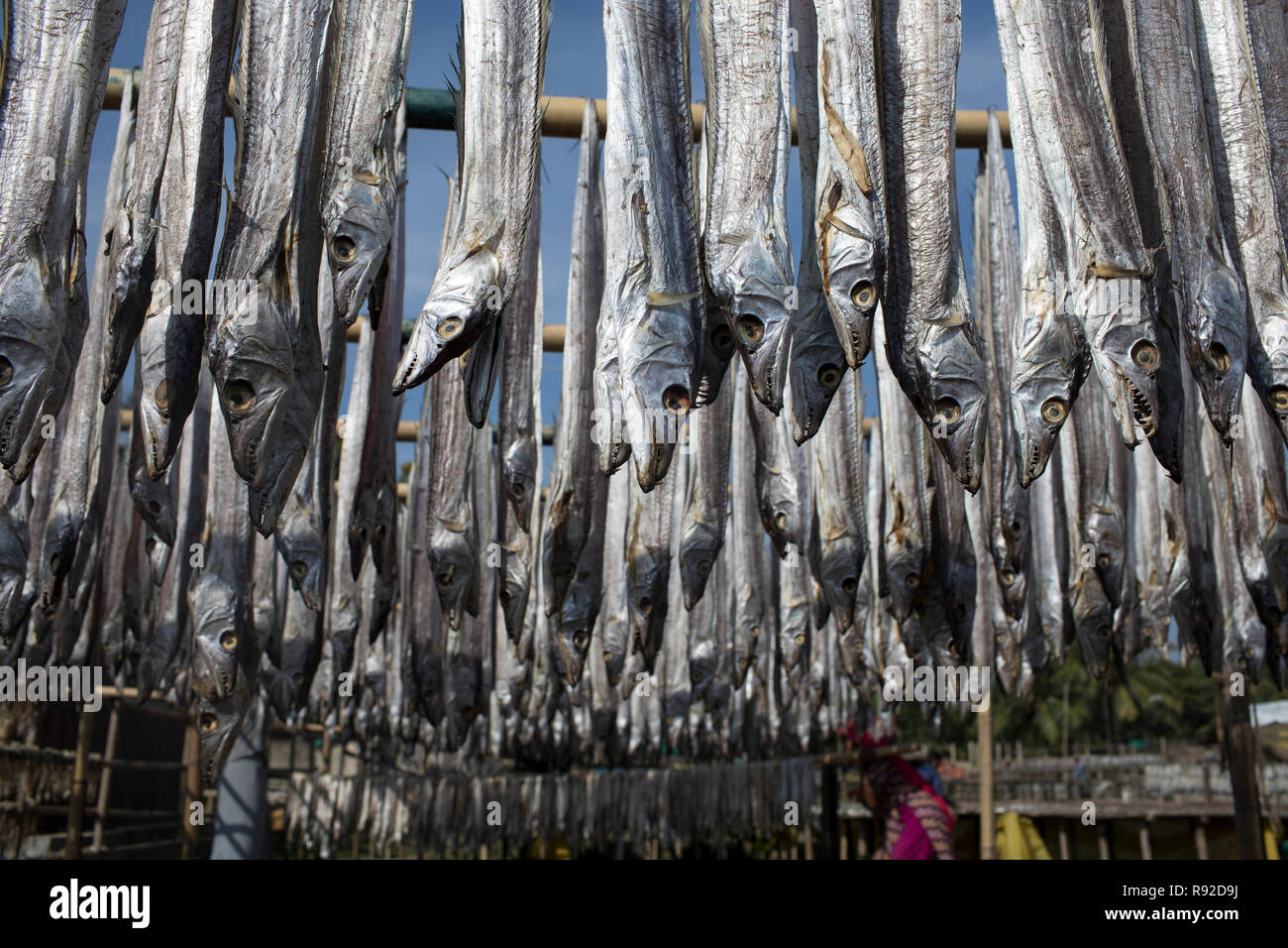 Fishes are hanging to be dried at the Nazirartek Dry Fish Plant in Cox ...