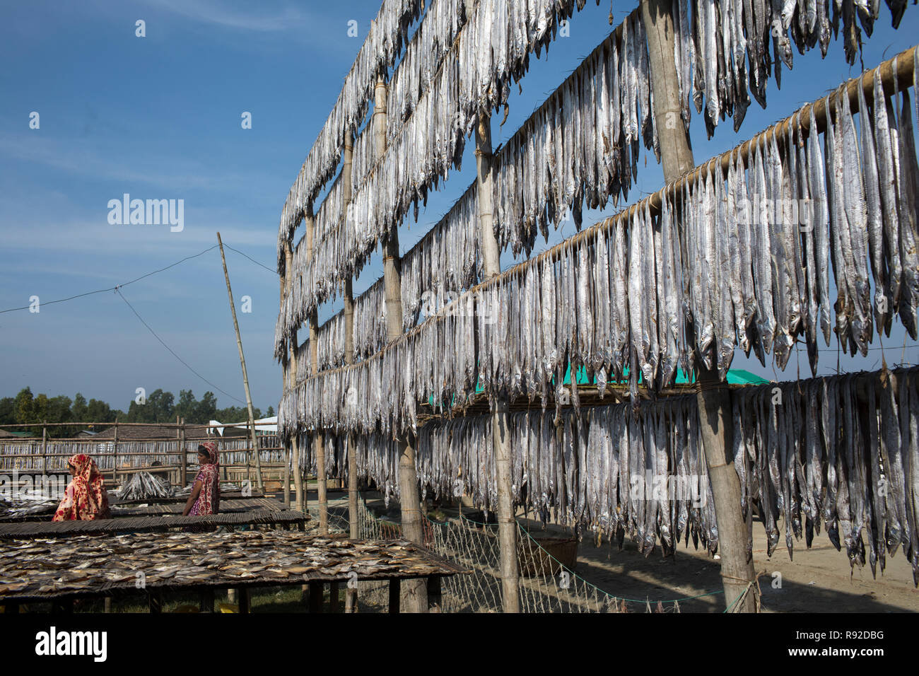Fishes are hanging to be dried at the Nazirartek Dry Fish Plant in Cox ...