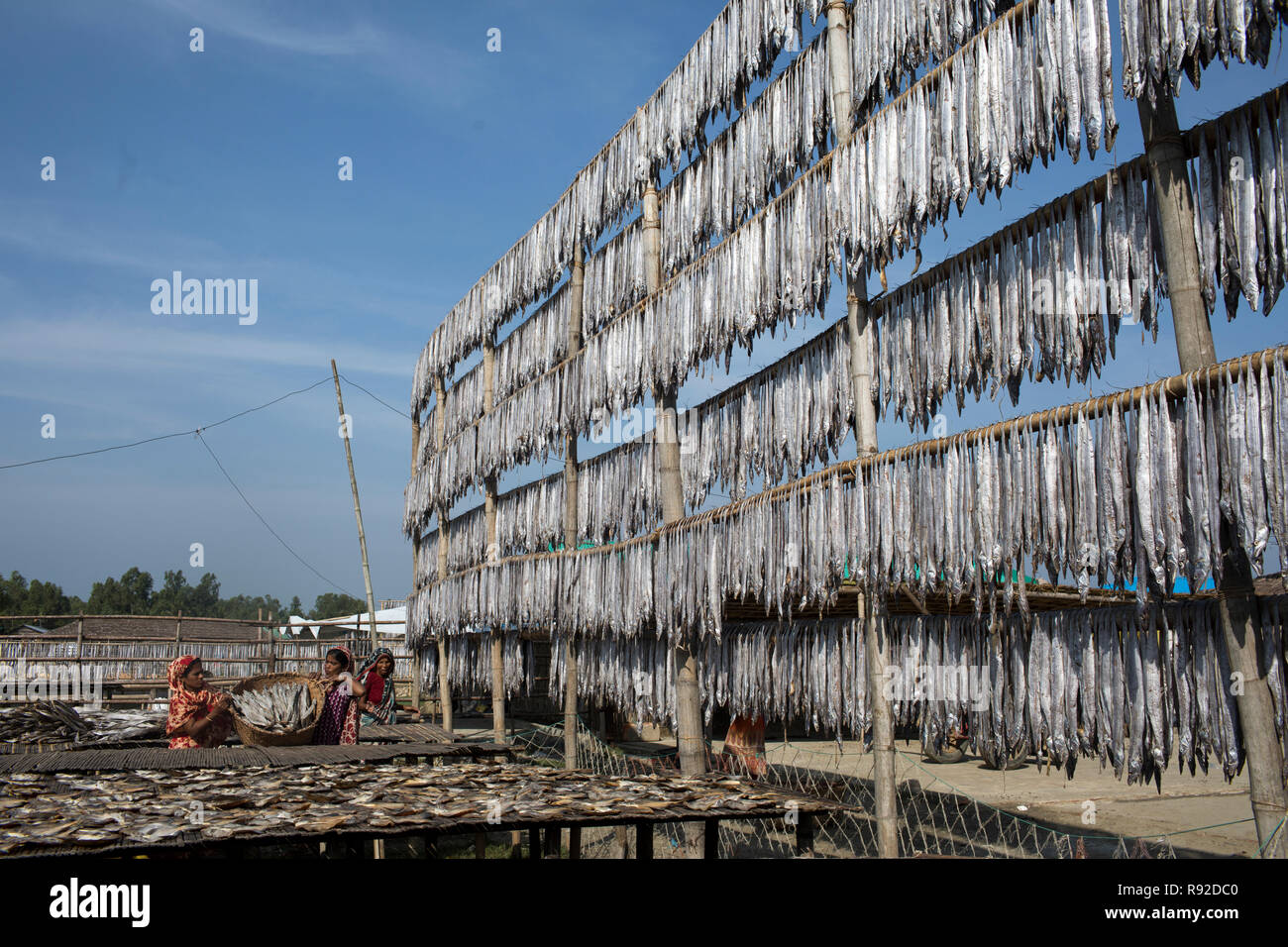 Bangladeshi women dry fish cox's bazar hi-res stock photography and ...