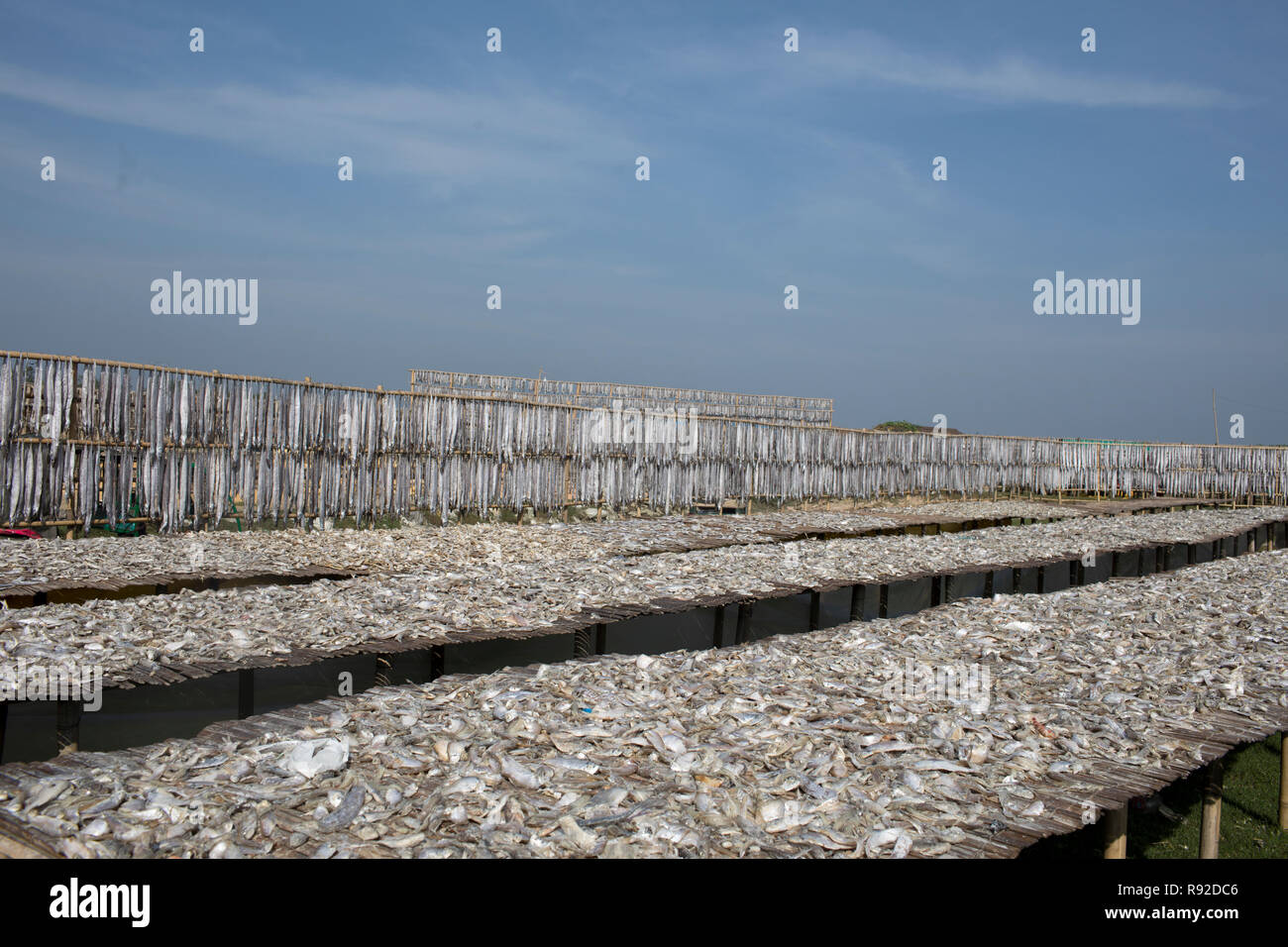 Fishes are hanging to be dried at the Nazirartek Dry Fish Plant in Cox ...