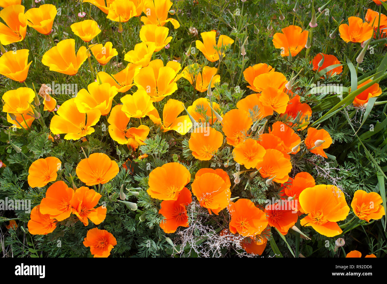The Scenic MacKenzie District, South Island, New Zealand Stock Photo ...