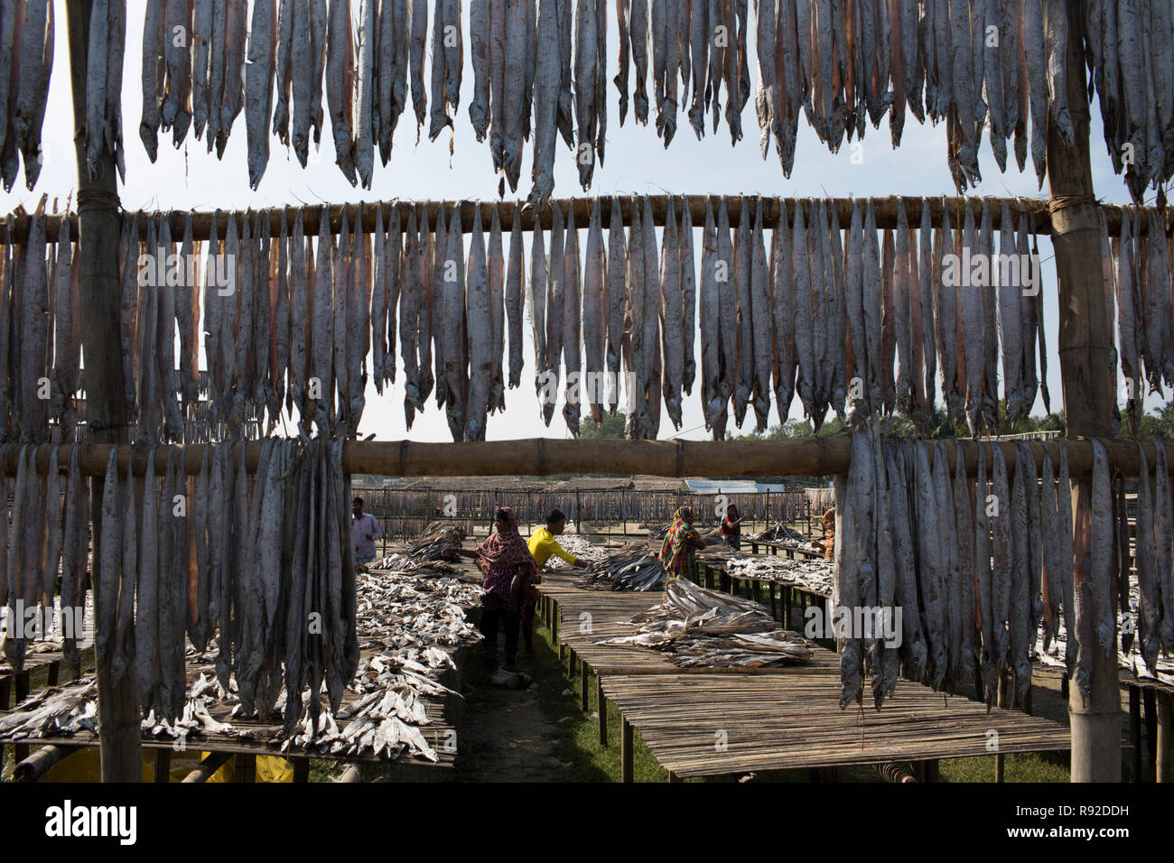 Fishes are hanging to be dried at the Nazirartek Dry Fish Plant in Cox ...